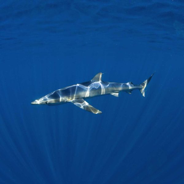 Blue Sharks | Cape Point, South Africa – Danny Kessler