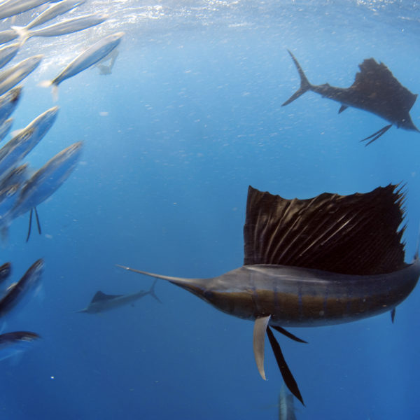 Sailfish | Mexico – Danny Kessler